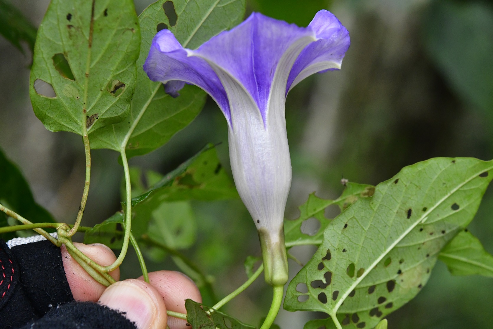 Ipomoea lindenii M.Martens & Galeotti