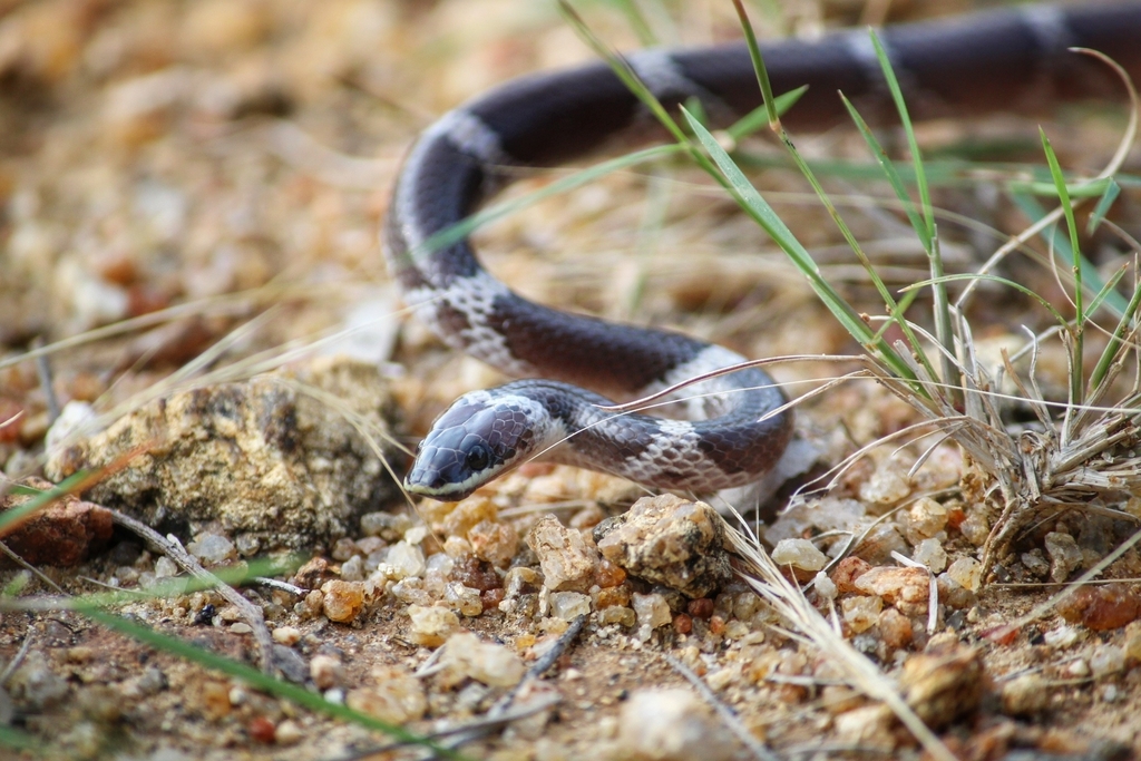 Indian Wolf Snake from Aanaipiranthan, Tiruvannamalai, Tamil Nadu ...