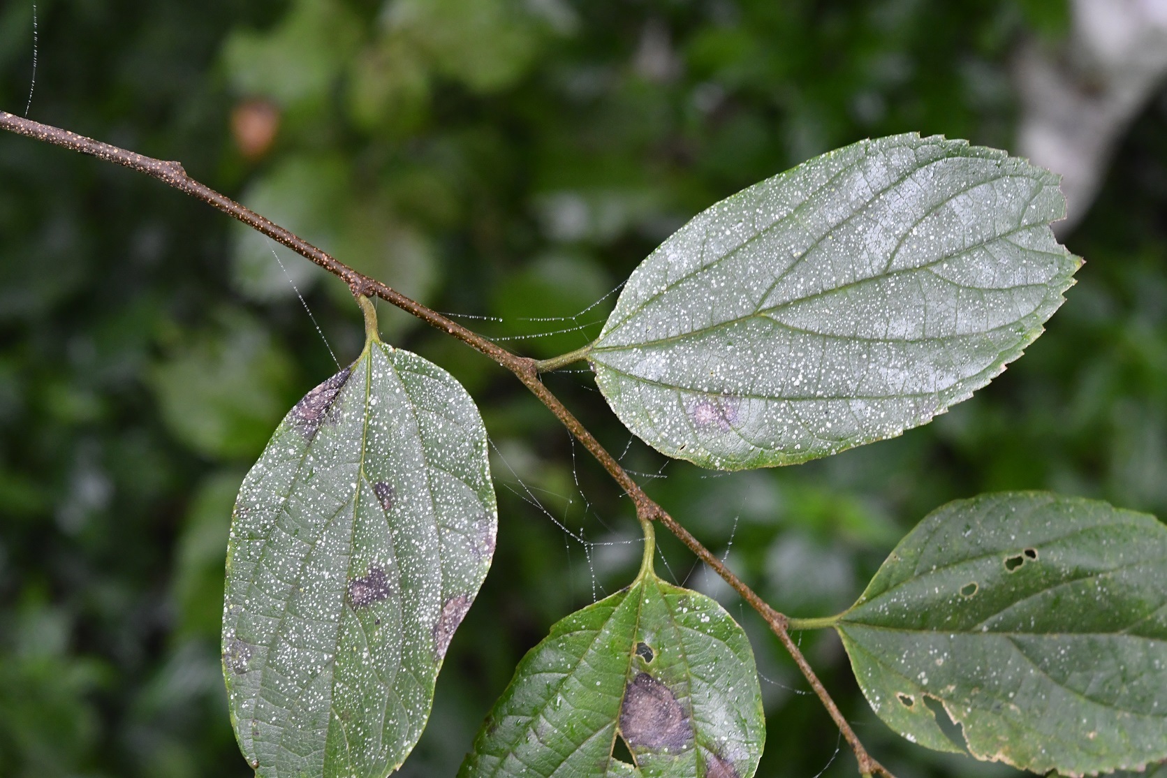 Colubrina arborescens (Mill.) Sarg.