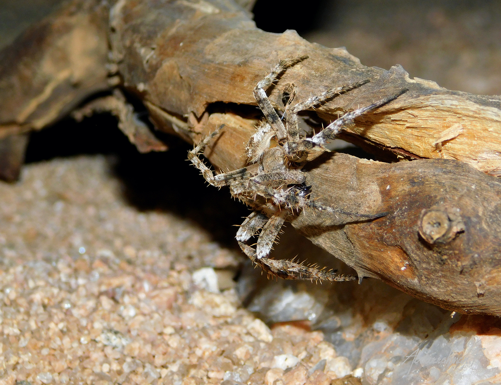 Typical Orbweavers from Gacan Libaax, Somalia on July 25, 2022 at 08:59 ...