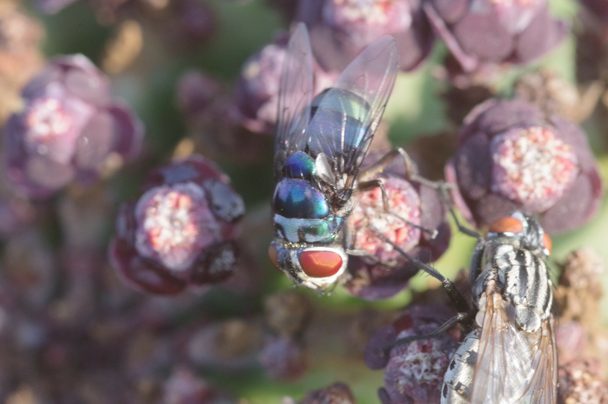 Chrysomya chloropyga (Wiedemann, 1818)