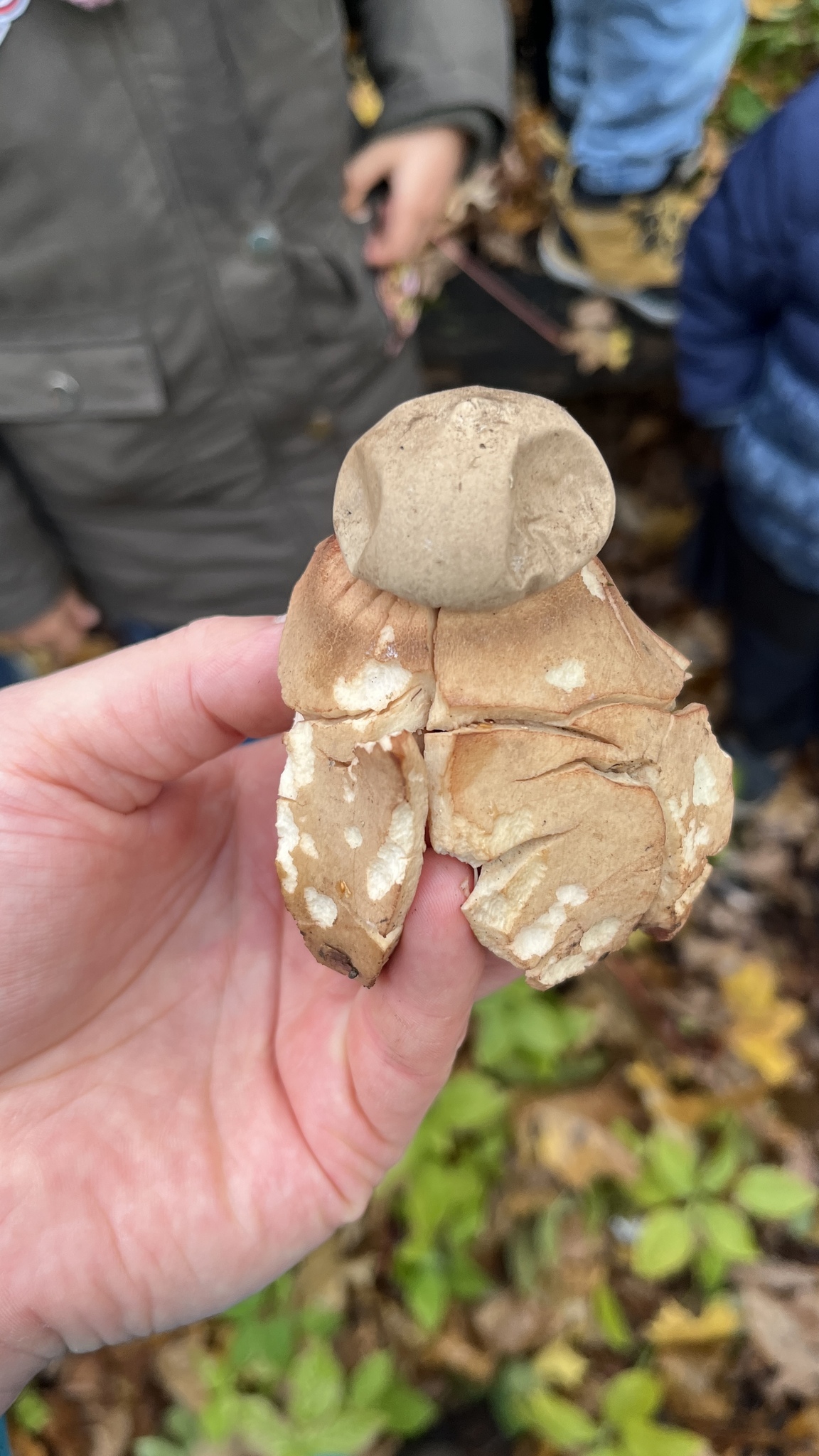 Geastrum rufescens Pers.