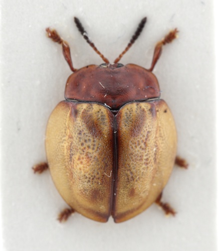 Stolas suturalis · iNaturalist