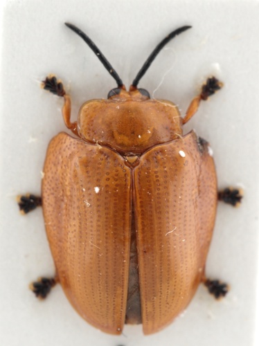 Calyptocephala punctata · iNaturalist