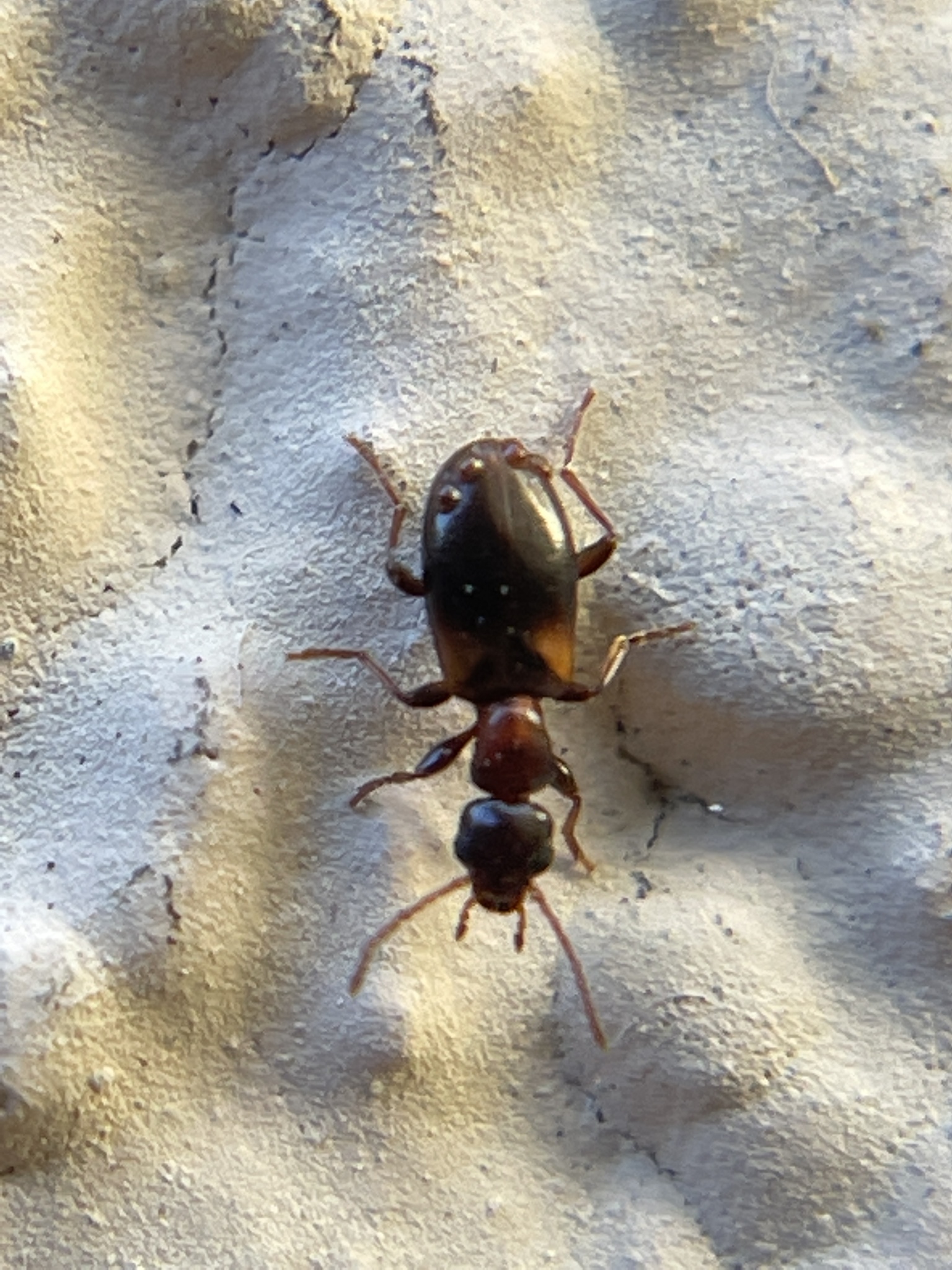 Omonadus floralis (Linnaeus, 1758)