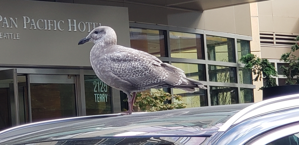 Olympic Gull from Seattle on October 23, 2022 at 11:41 AM by highwire4 ...