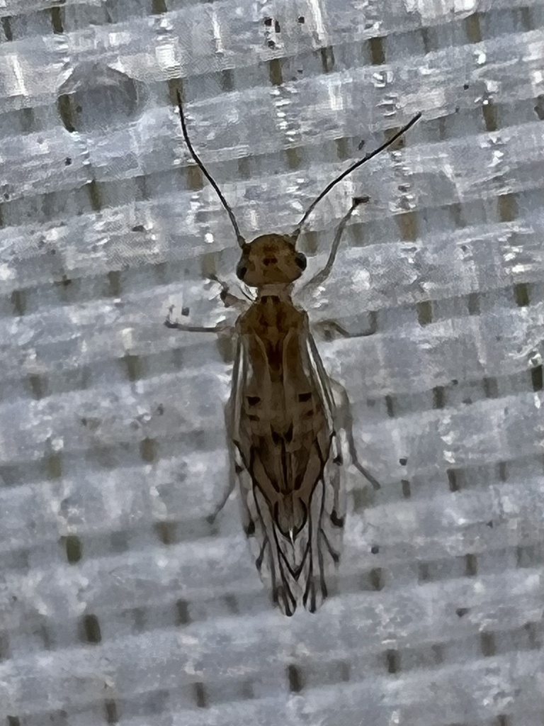 Lachesilla texana from Austin, TX, US on October 23, 2022 at 09:57 AM ...