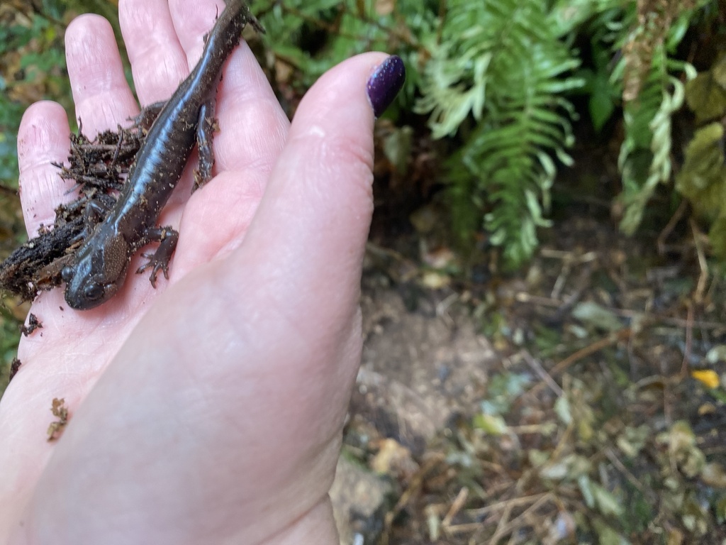 Northwestern Salamander from King County, US-WA, US on October 23, 2022 ...