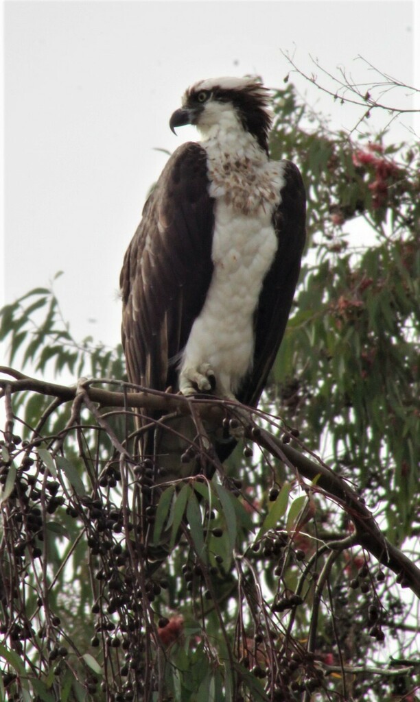 Osprey from Pacific Beach, San Diego, CA, USA on October 22, 2022 at 11 ...