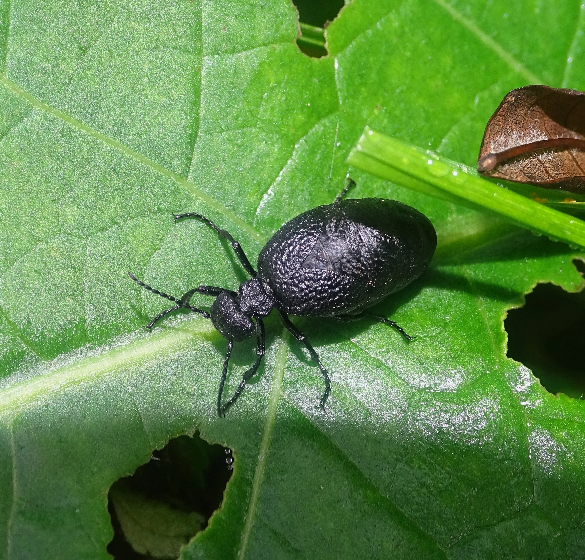 Meloe rugosus Marsham, 1802