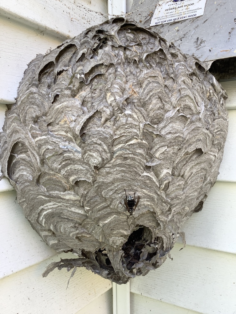 Bald-faced Hornet from Copperleaf Ct, Holland, MI, US on October 23 ...