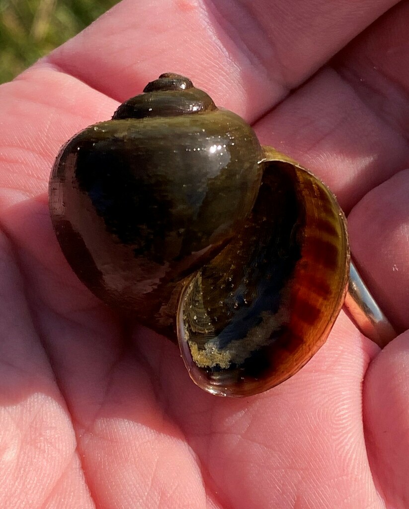Florida Apple Snail from Gantt Reservoir, Dunns Bridge, Covington ...