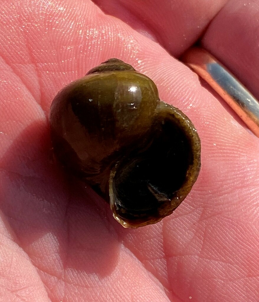 Florida Apple Snail from Gantt Reservoir, Dunns Bridge, Covington ...