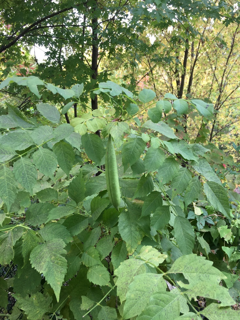 American trumpet vine from E Cathedral Rd, Philadelphia, PA, US on ...
