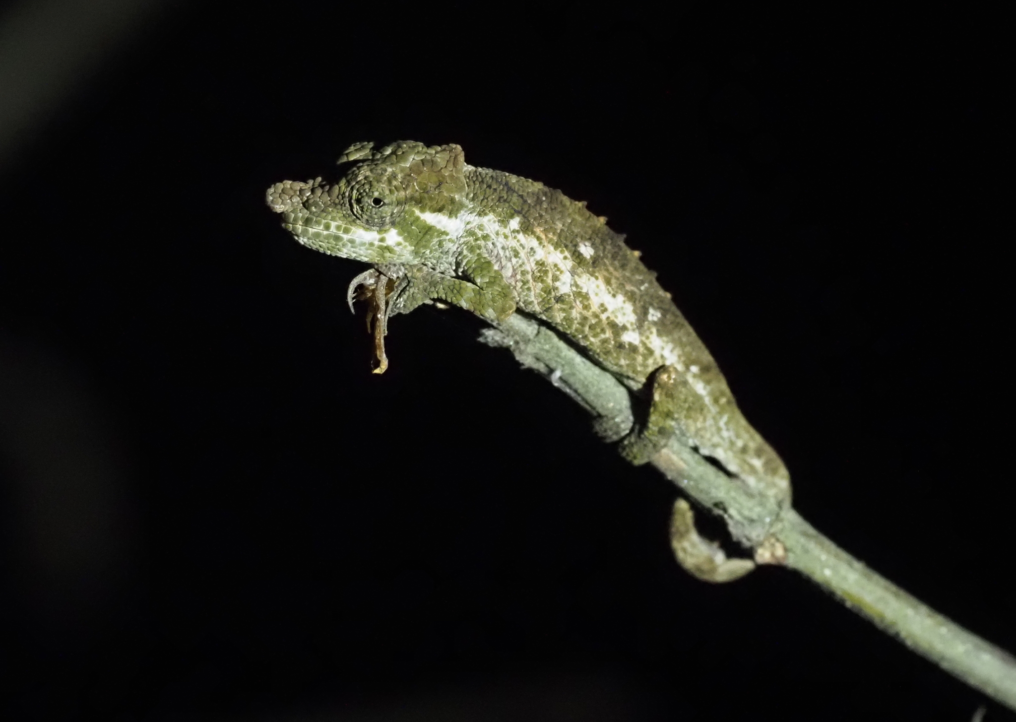 Calumma fallax (Mocquard, 1900)