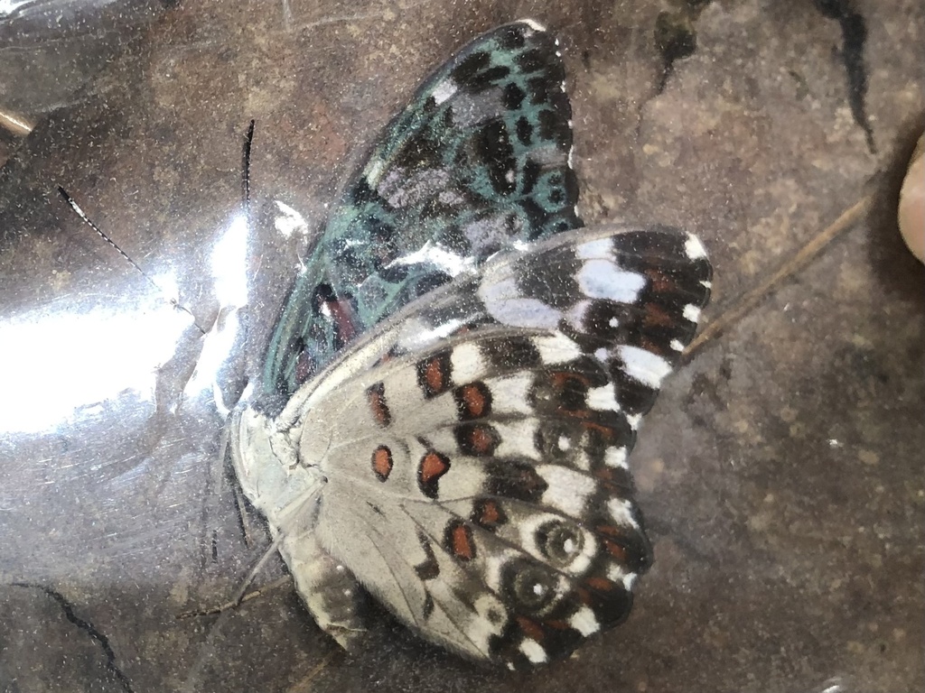 Amazon Cracker (Lepidoptera of Loreto, Peru) · iNaturalist