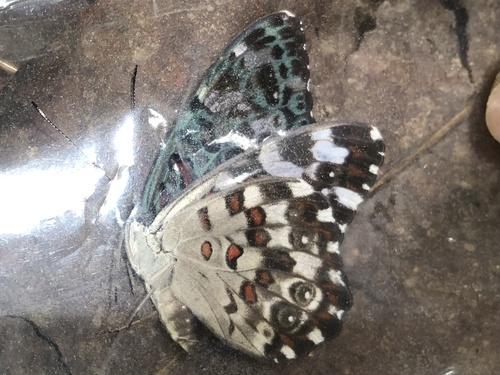 Amazon Cracker (Lepidoptera of Loreto, Peru) · iNaturalist