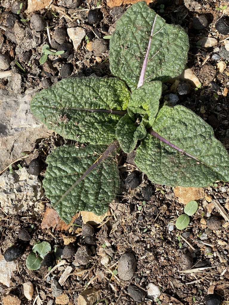 autumn mandrake from Southern Aegean, Greece on October 20, 2022 at 01: ...