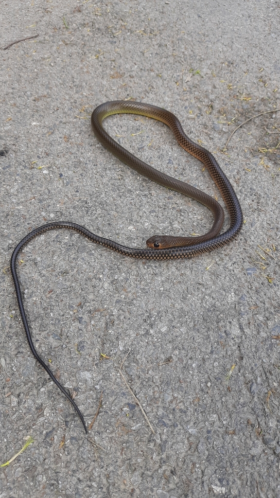 Indo-Chinese Rat Snake in June 2020 by Rozan Dhungel · iNaturalist