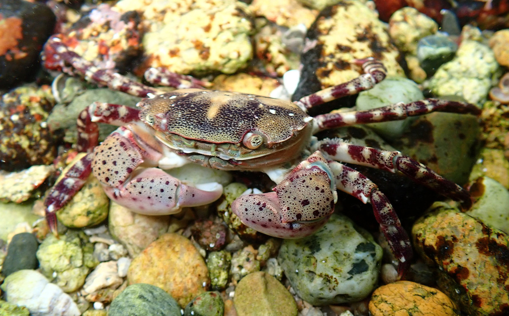 Asian Shore Crab from Les Ecrehous on October 04, 2022 at 08:28 AM by ...