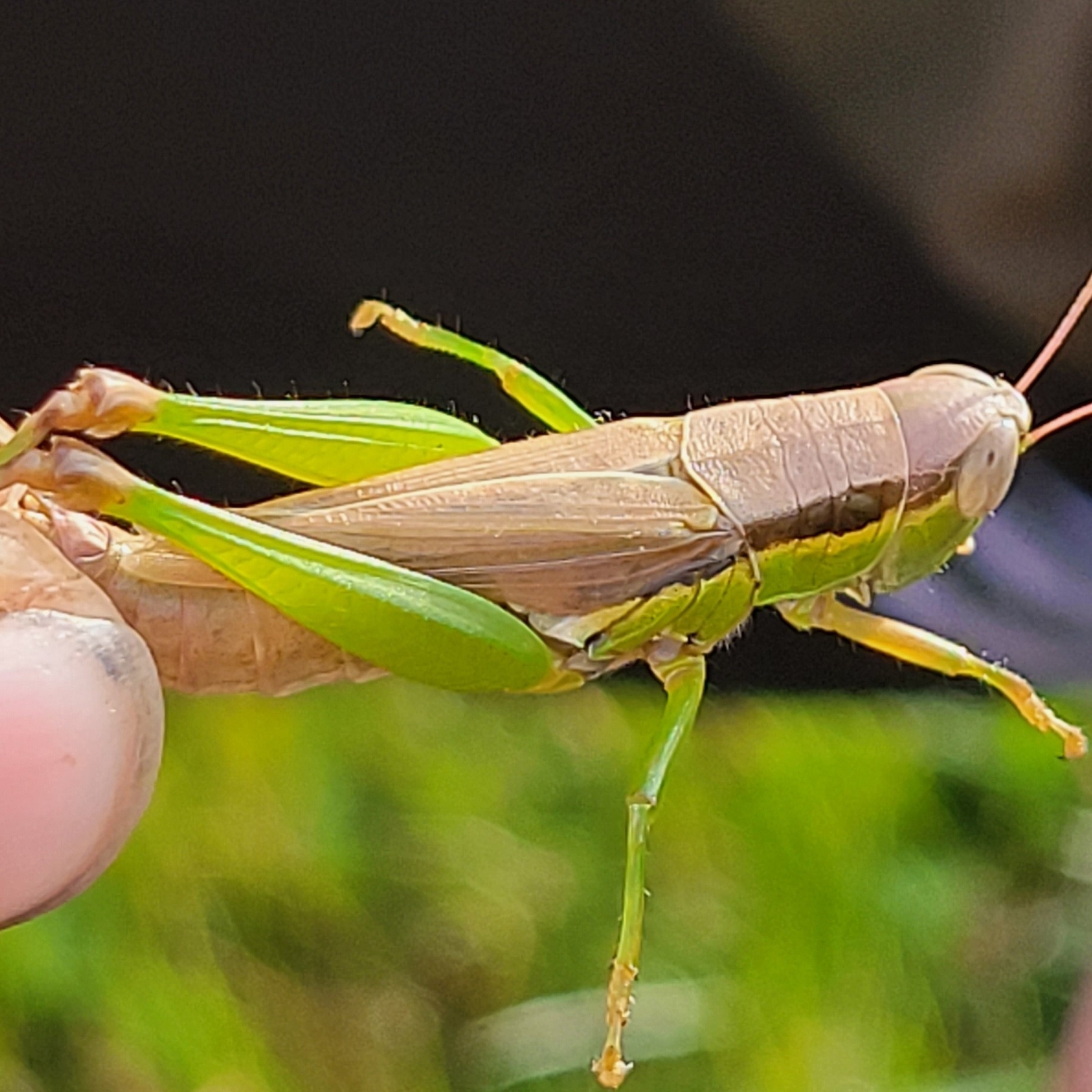 Oxya velox (Fabricius, 1787)