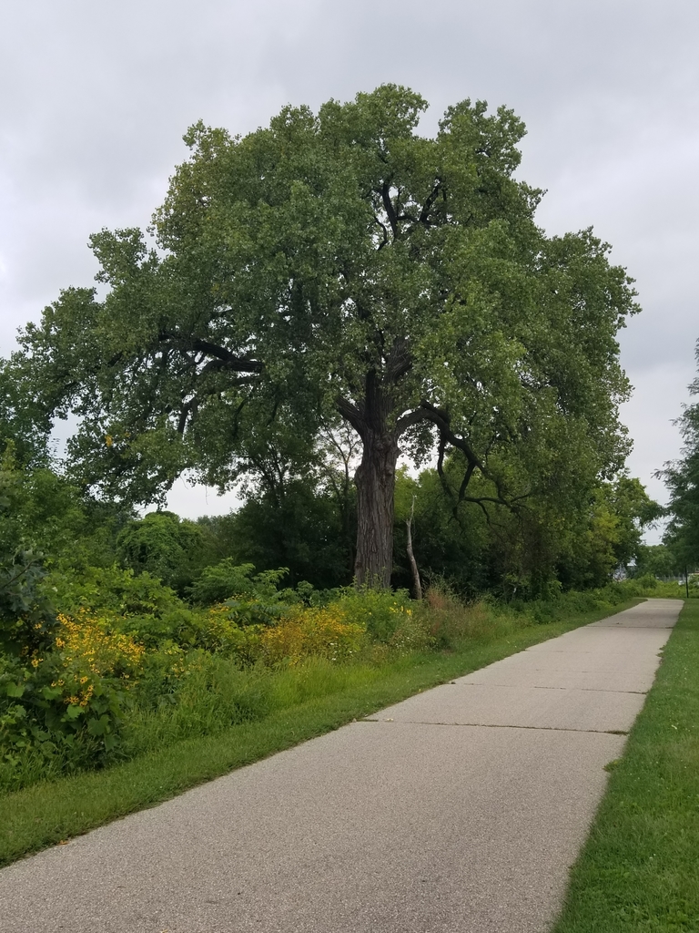 Eastern Cottonwood from Yahara River Bike Path, Madison, WI 53704, USA ...
