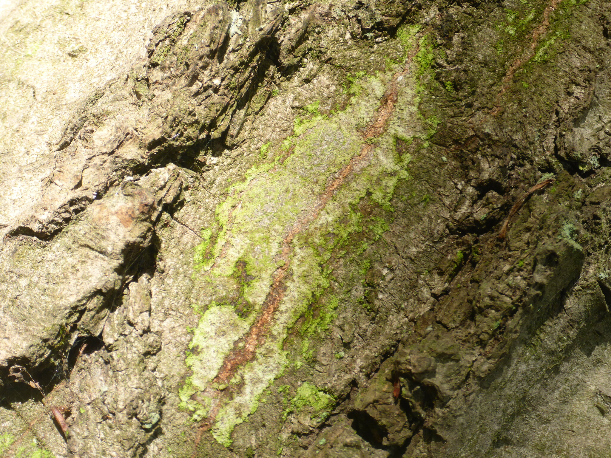 Pleurococcus G.Meneghini, 1837