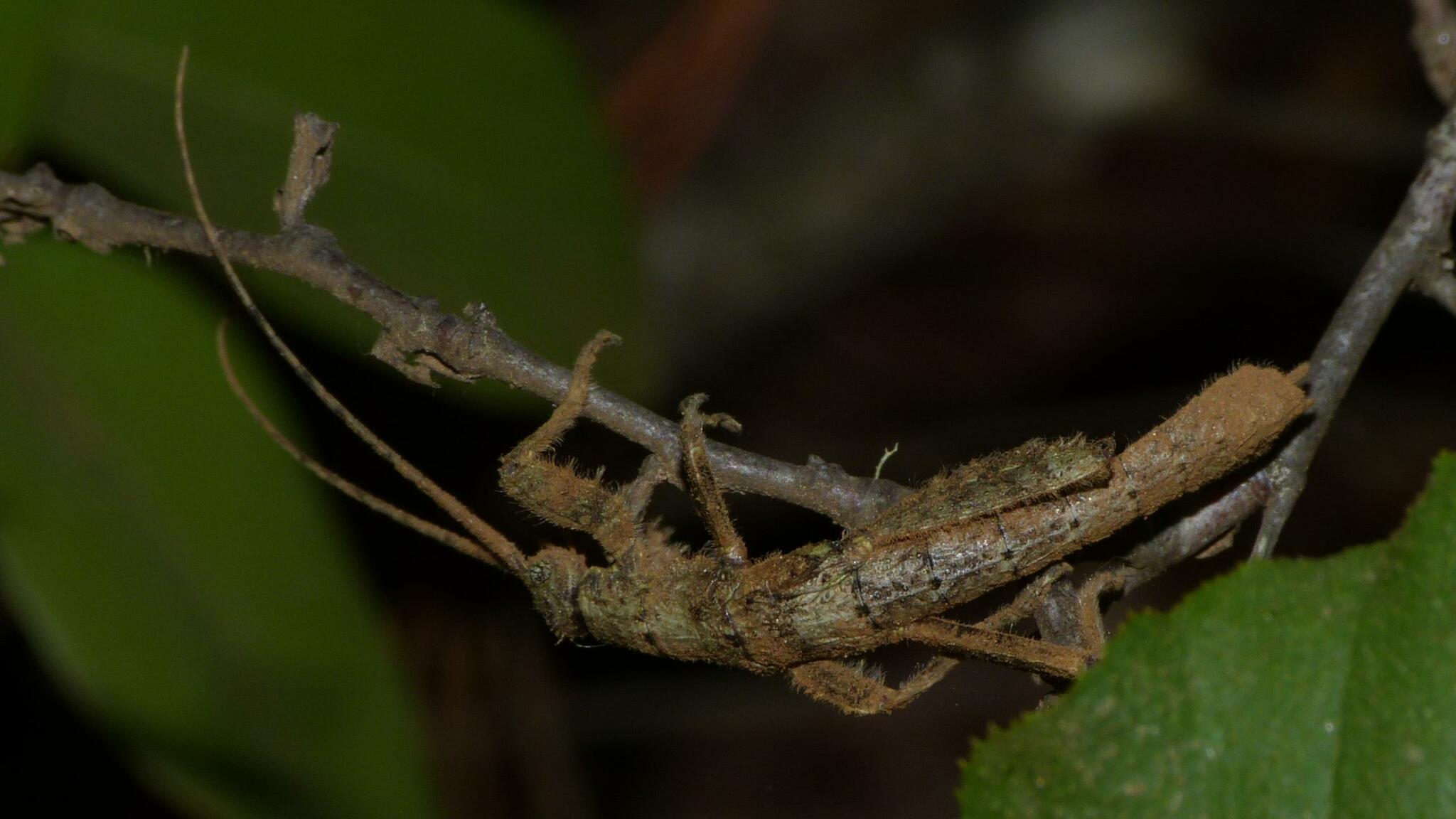 Prisopus apteros Camousseight, 2010