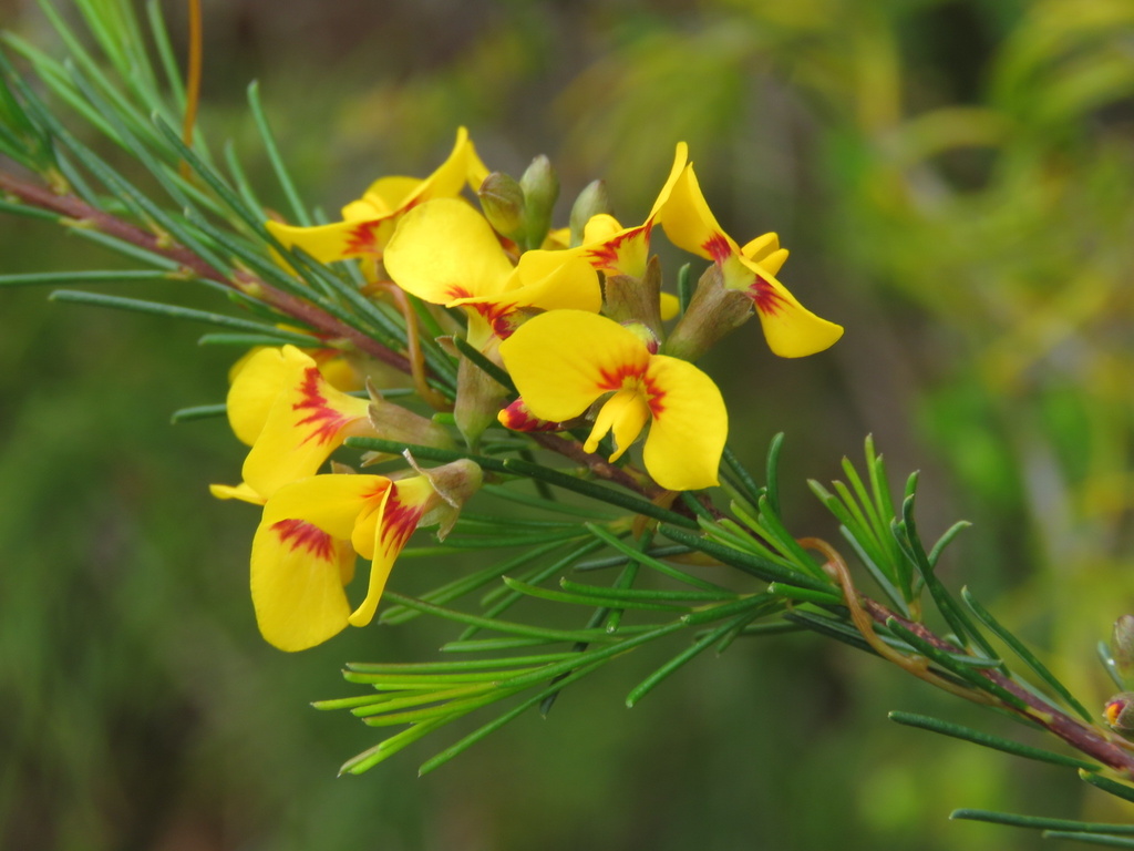 Smooth Parrot-pea from Myall Lakes National Park, Yagon, NSW, AU on ...
