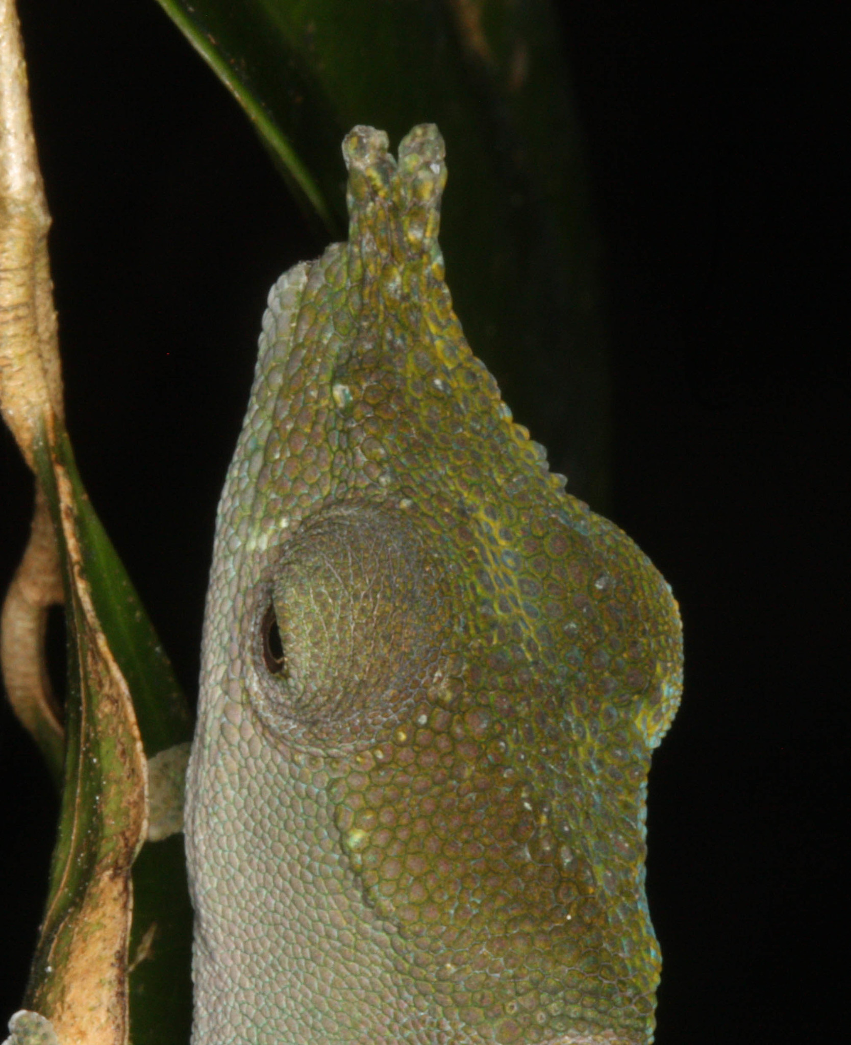 Calumma furcifer (Vaillant & Grandidier, 1880)