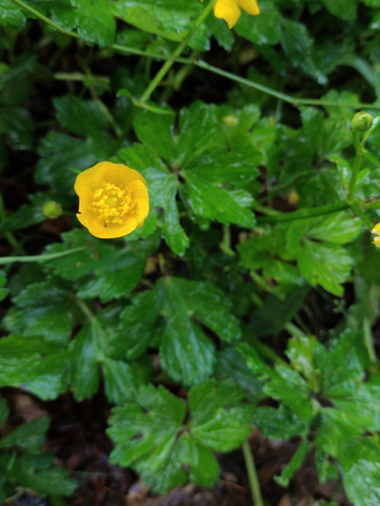Australian Buttercup (Ranunculus lappaceus) - Botanical Realm