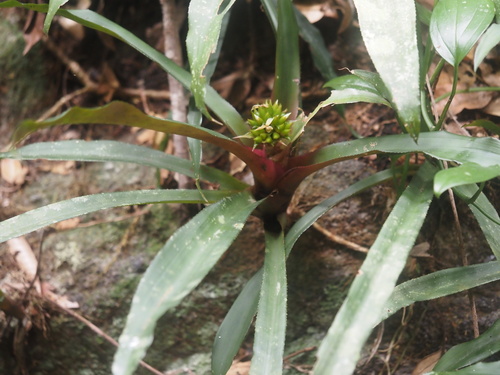 Canistropsis burchellii · NaturaLista Colombia