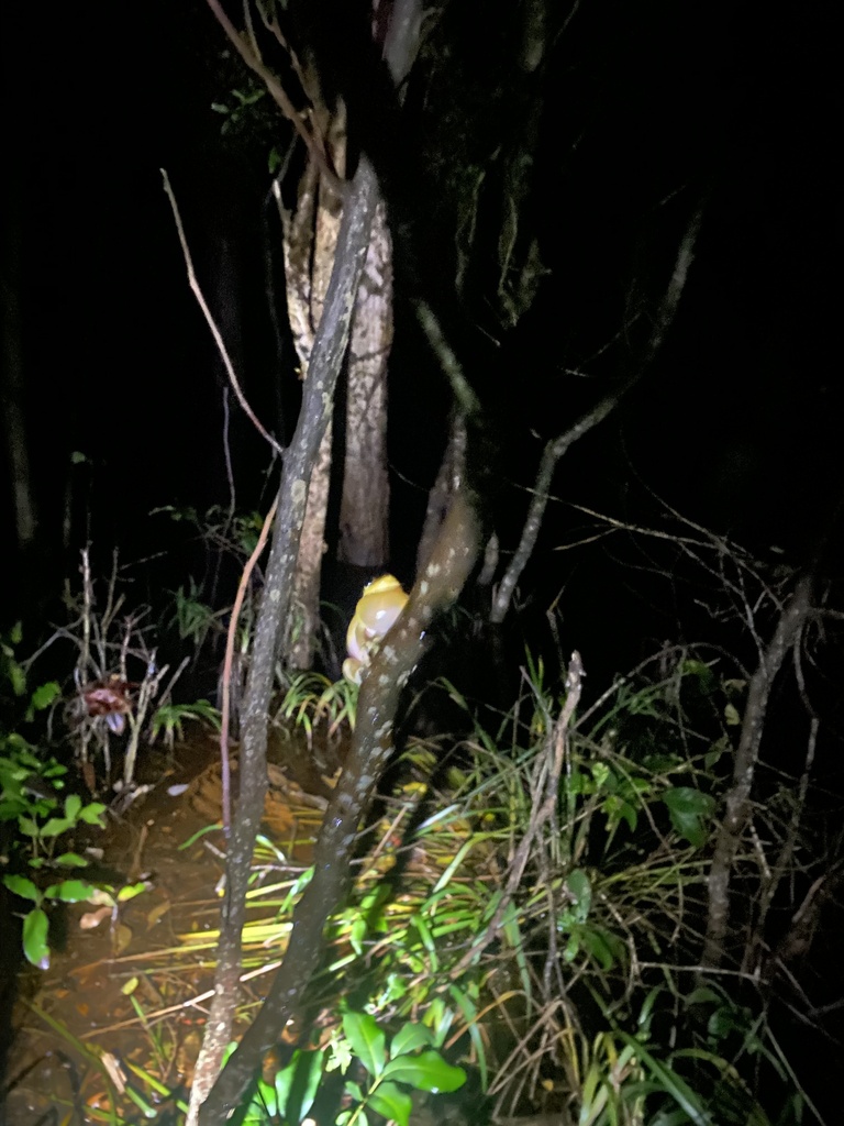 Tyler's Tree Frog from Myall Lakes National Park, Yagon, NSW, AU on ...