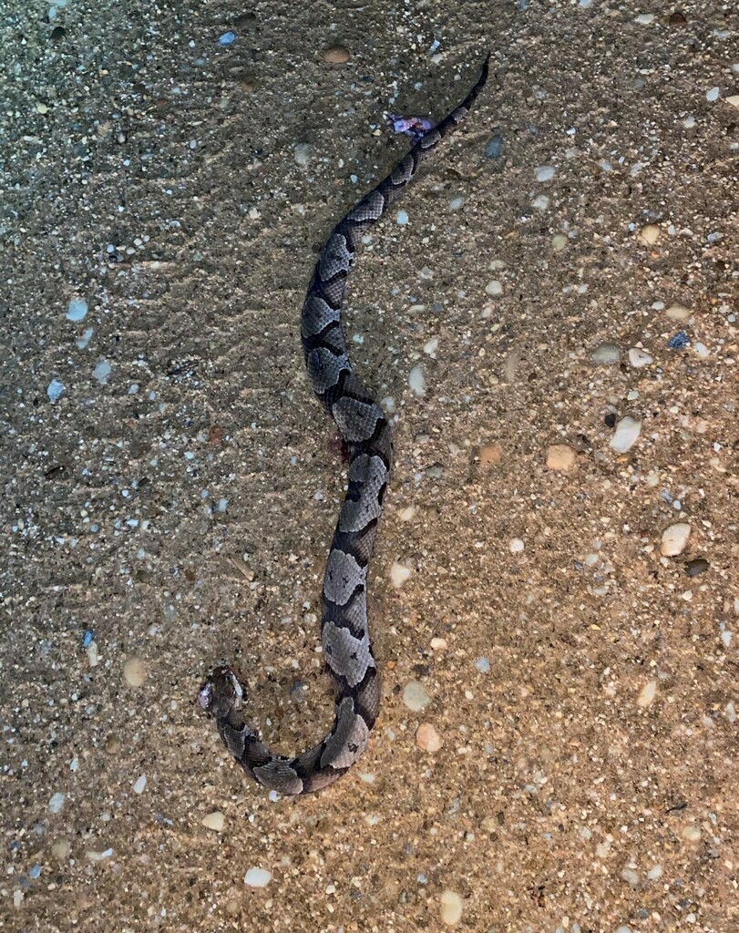 Eastern Copperhead from Chilatchee Park Rd., Wilcox County, AL, USA on ...