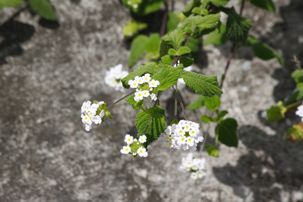 confiturilla (Plantas del municipio de Coixtlahuaca) · iNaturalist