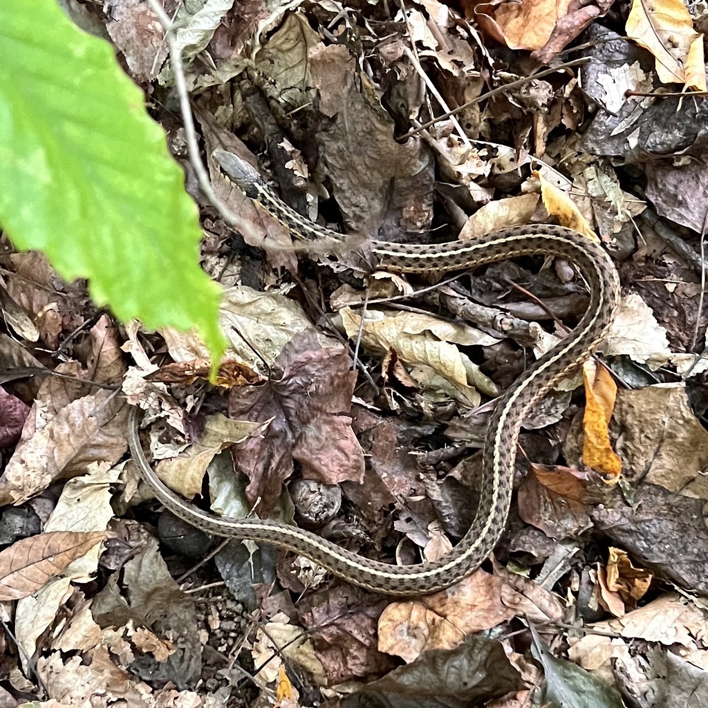 Eastern Garter Snake from Rittenhouse Park, Newark, DE, US on October ...