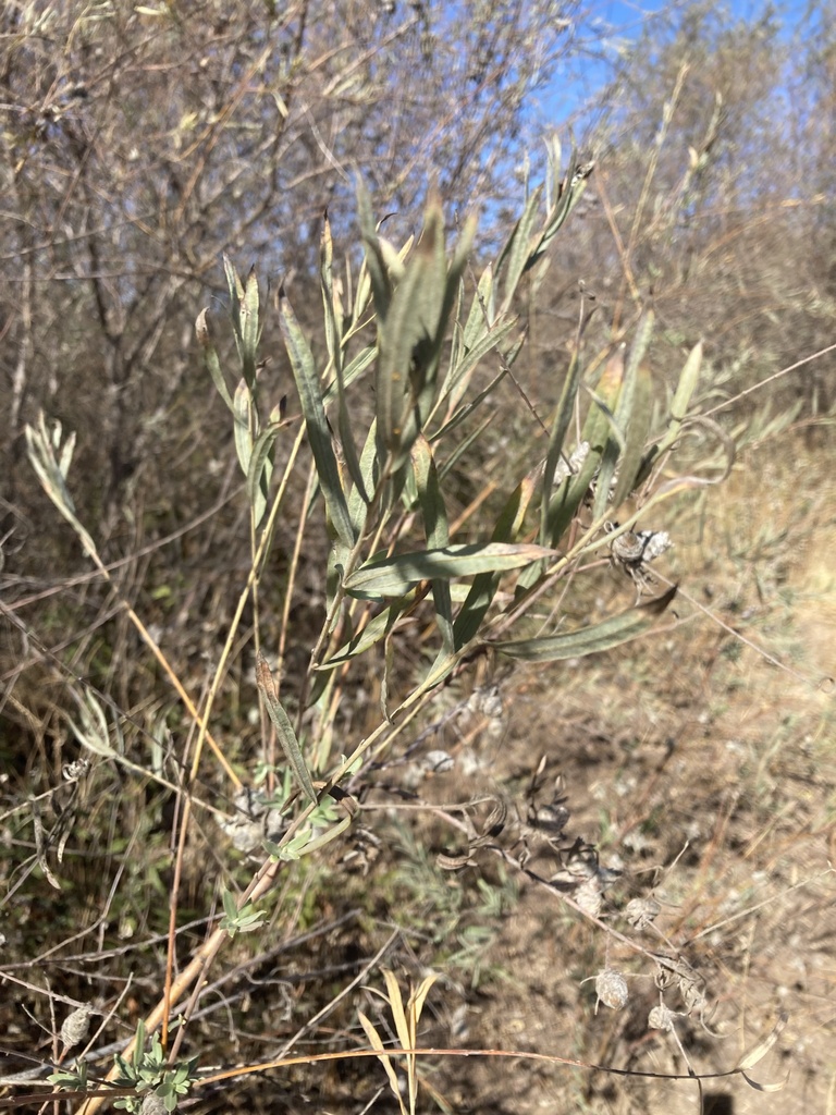 Narrowleaf Willow from Franklin Laguna, Elk Grove, CA, US on October 23 ...