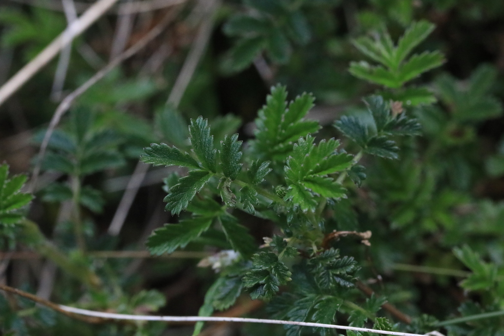 Biddy-biddy from Hillgrove NSW 2350, Australia on October 17, 2022 at ...