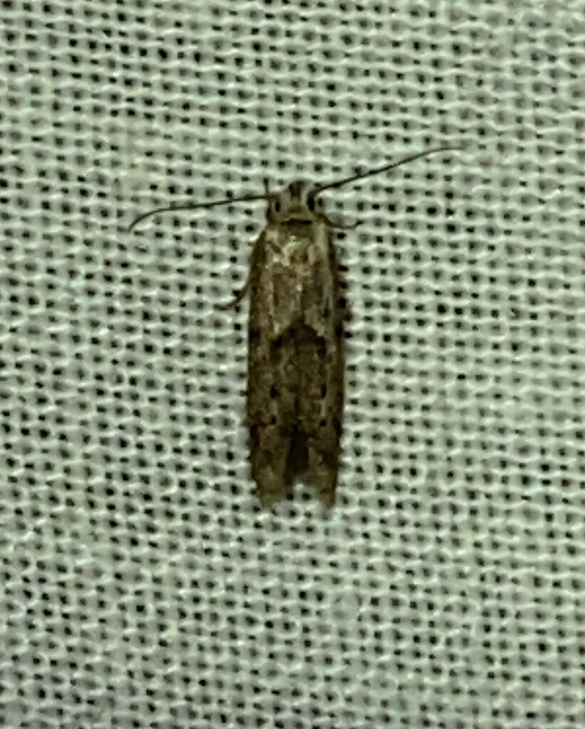 Acorn Moth from Chilatchee Creek Campground, Wilcox County, AL, USA on ...
