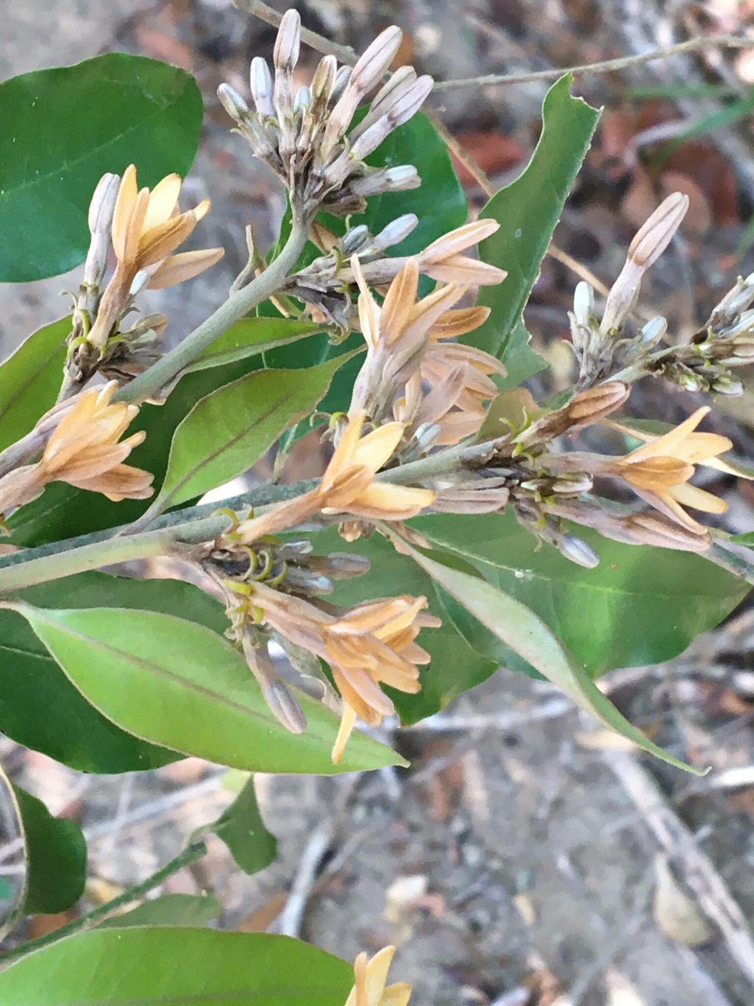 Geissospermum laeve (Vell.) Miers