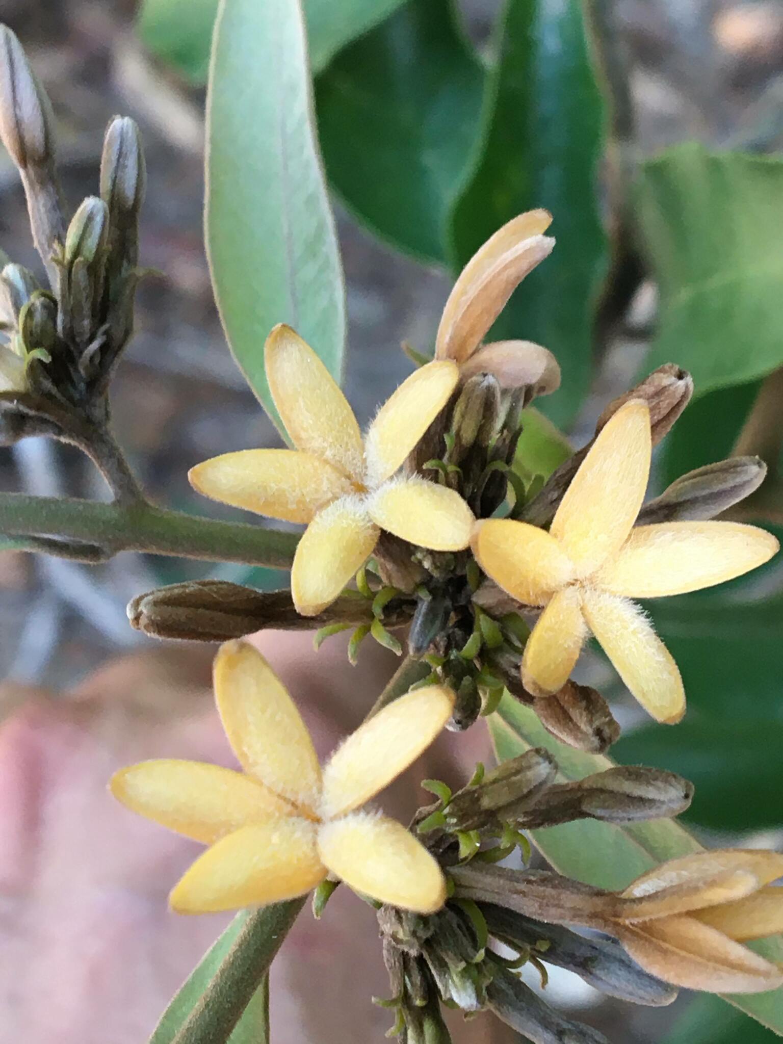 Geissospermum laeve (Vell.) Miers