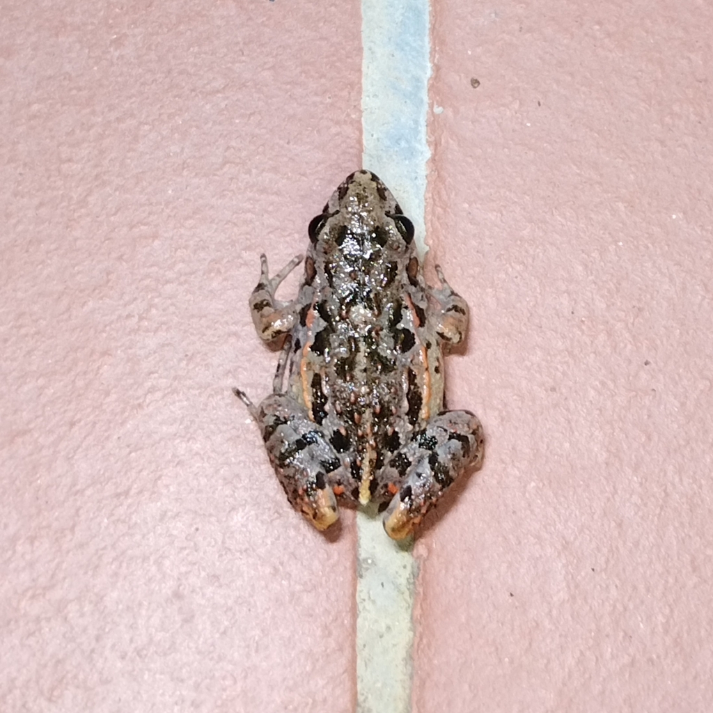 Chacoan Tropical Bullfrog from San Juan, Bolivia on October 23, 2022 at ...