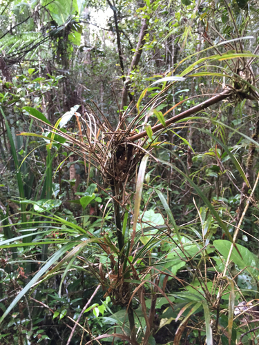 Nastus aristatus · iNaturalist