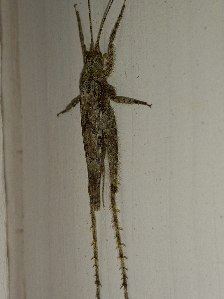 Hapithus from Sosua, DO-PP, DO on October 23, 2022 at 06:40 PM by ...