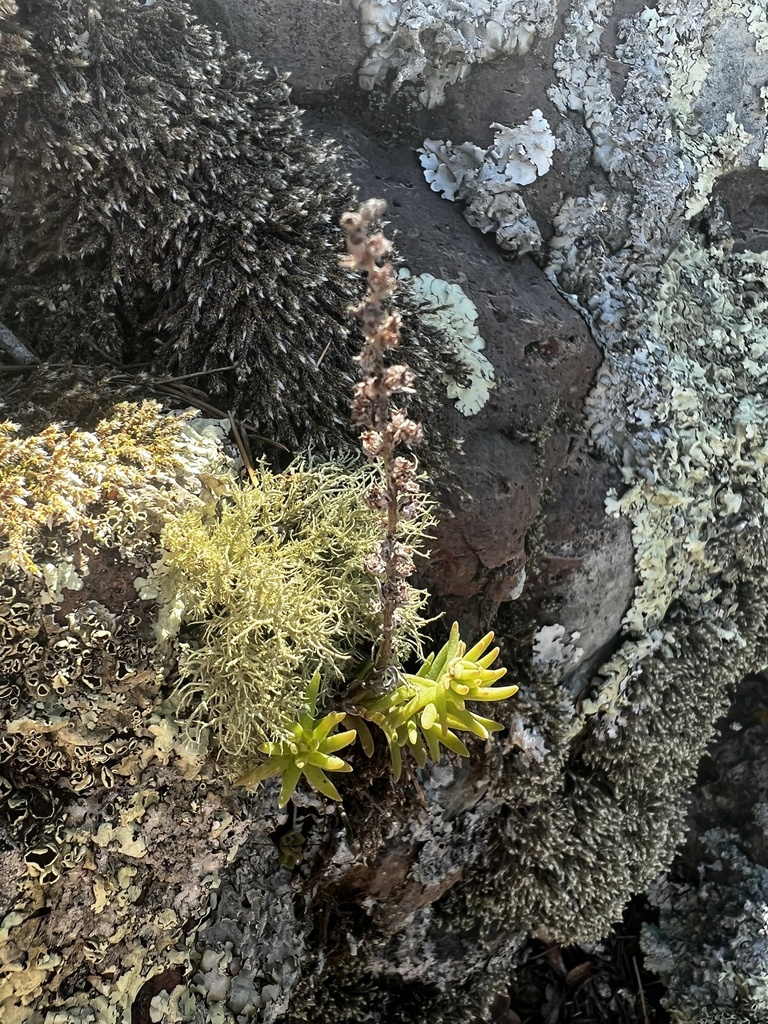 Villadia squamulosa in October 2022 by Nancye Saunders Drukker ...