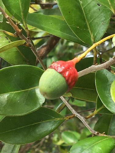 Ocotea arenicola · iNaturalist