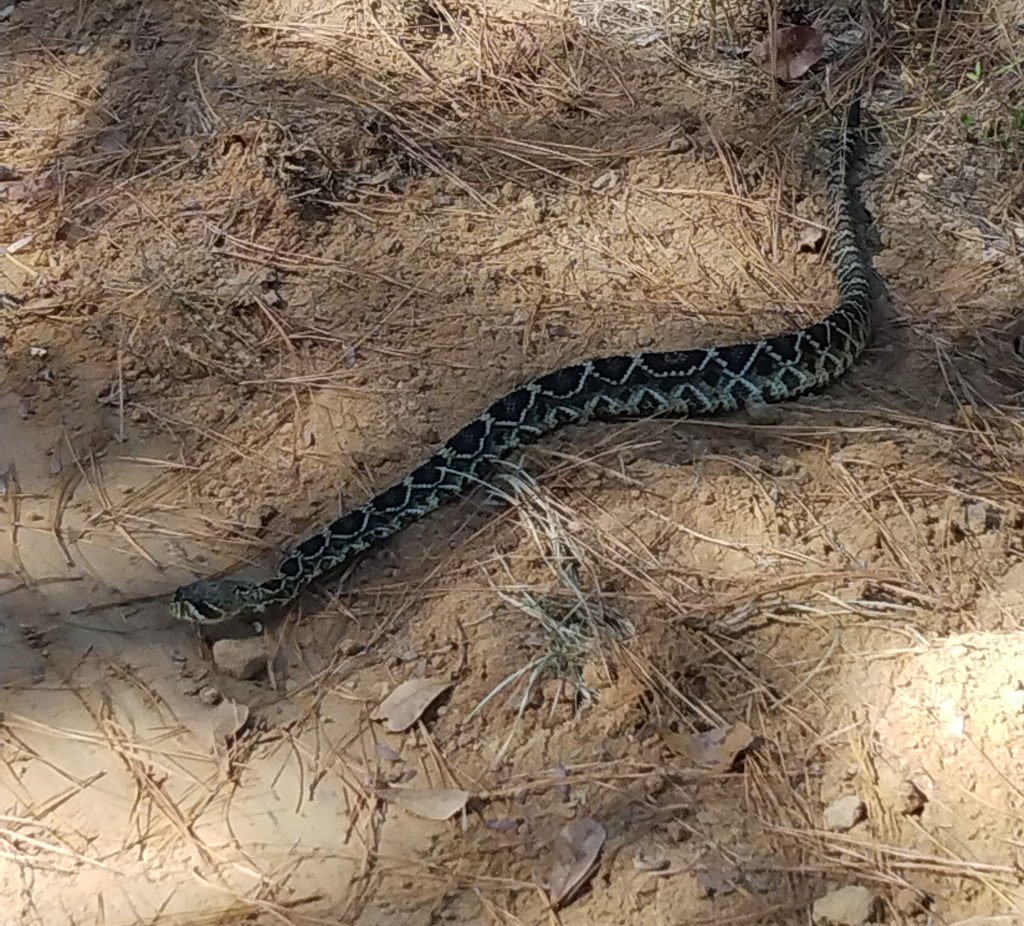 Eastern Diamondback Rattlesnake from Telfair County, GA, USA on October ...