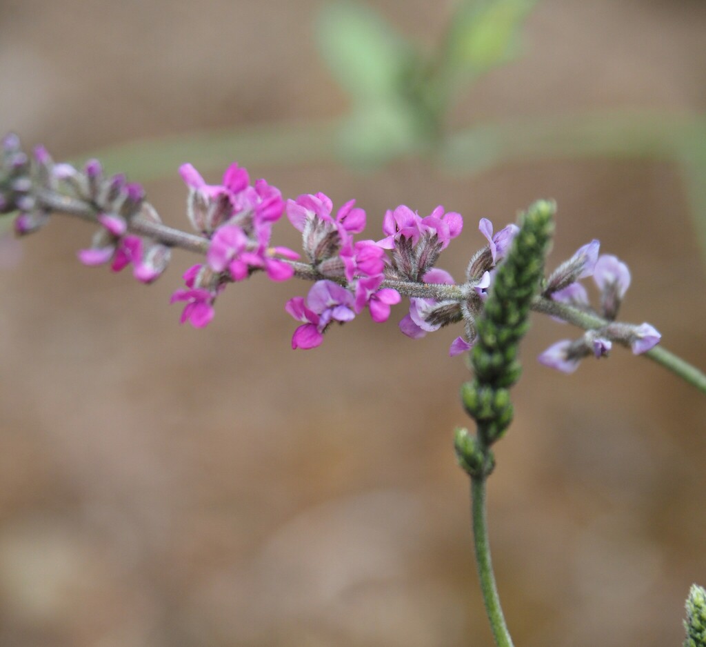 native scurf-pea from Flinders Ranges SA 5434, Australia on October 21 ...