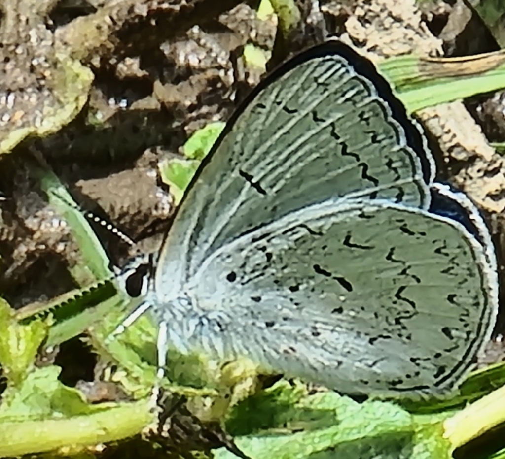 Common Pencilled Blue from Stanmore QLD 4514, Australia on October 24 ...