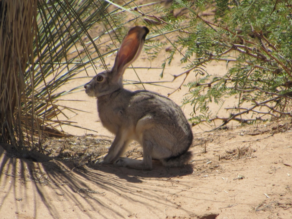 Black-tailed Jackrabbit from México 2, Chihuahua, México on August 26 ...